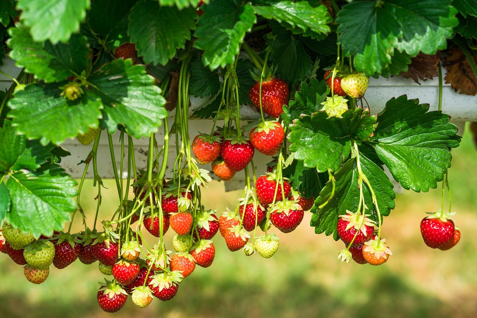 Food Facts Friday: Strawberries | DaVita